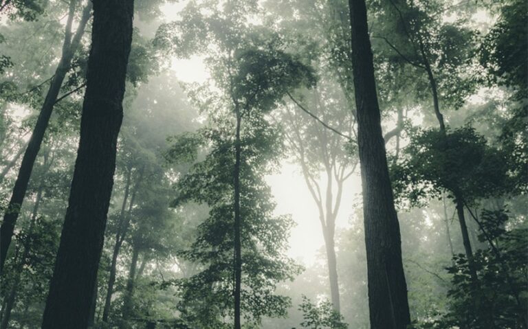 118 Unique Female Elven Names to Inspire Your Fantasy World