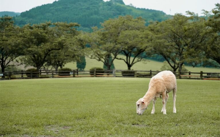 595 Ranch Names for Your Property or Livestock Business