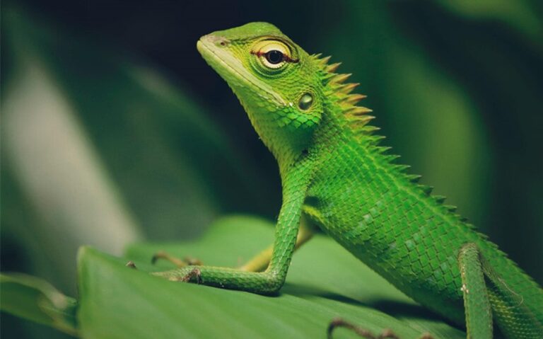 212 Lizard Names Everyone Will Love for Their Reptile
