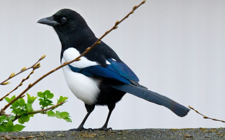 Exploring Magpie Spiritual Meaning: Wisdom, Luck, and Balance