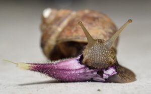 Snail Teeth Facts You Didn’t Know: Nature’s Secret Weapon