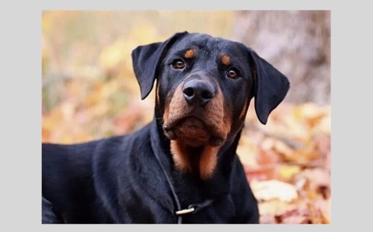 Doberman Rottweiler Mix: The Ultimate Guide to This Loyal Breed