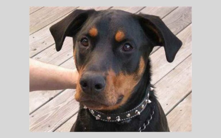 Doberman Rottweiler Mix: The Ultimate Guide to This Loyal Breed
