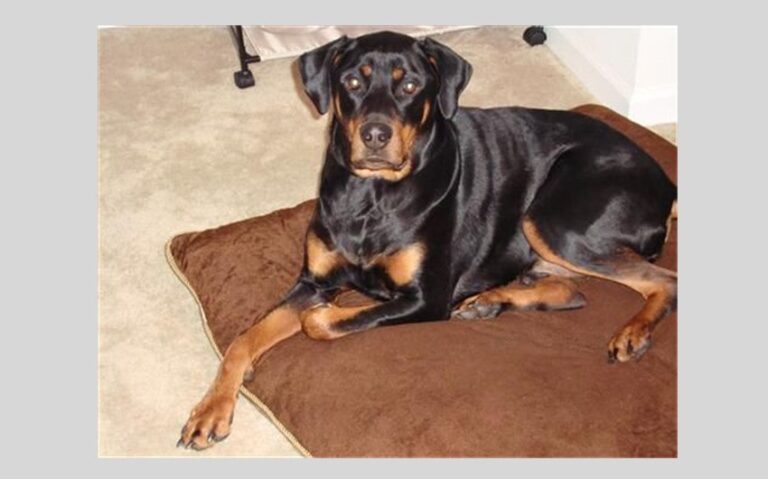 Doberman Rottweiler Mix: The Ultimate Guide to This Loyal Breed