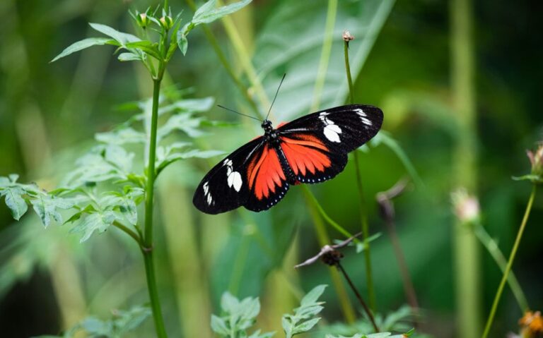 Rainforest Food Web: From Plants to Predators in the Ecosystem