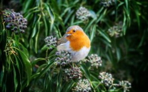 Robin Meaning and Symbolism: Explore Its Cultural Significance