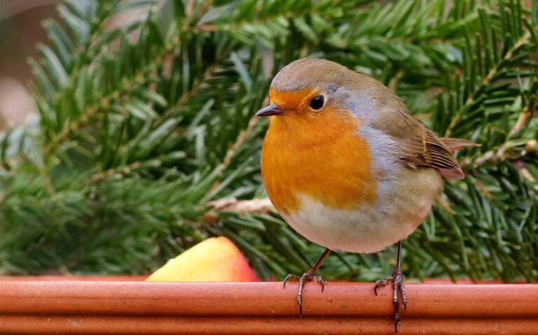 Robin Meaning and Symbolism: Explore Its Cultural Significance