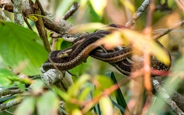 Rainforest Food Web: From Plants to Predators in the Ecosystem