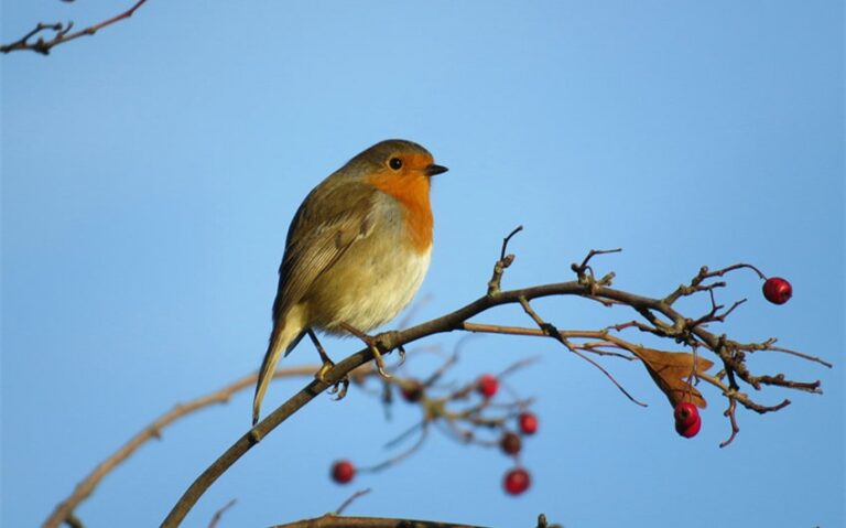 Robin Meaning and Symbolism: Explore Its Cultural Significance