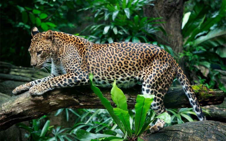 Rainforest Food Web: From Plants to Predators in the Ecosystem